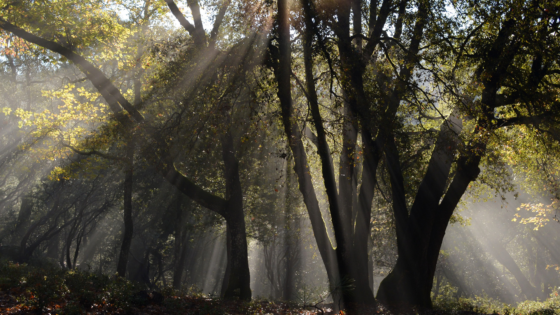 Activities - Walesby Forest | Walesby Forest